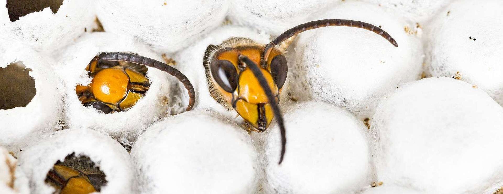 Frelon asiatique : l’Agglo vous aide – Saint-Malo Agglomération