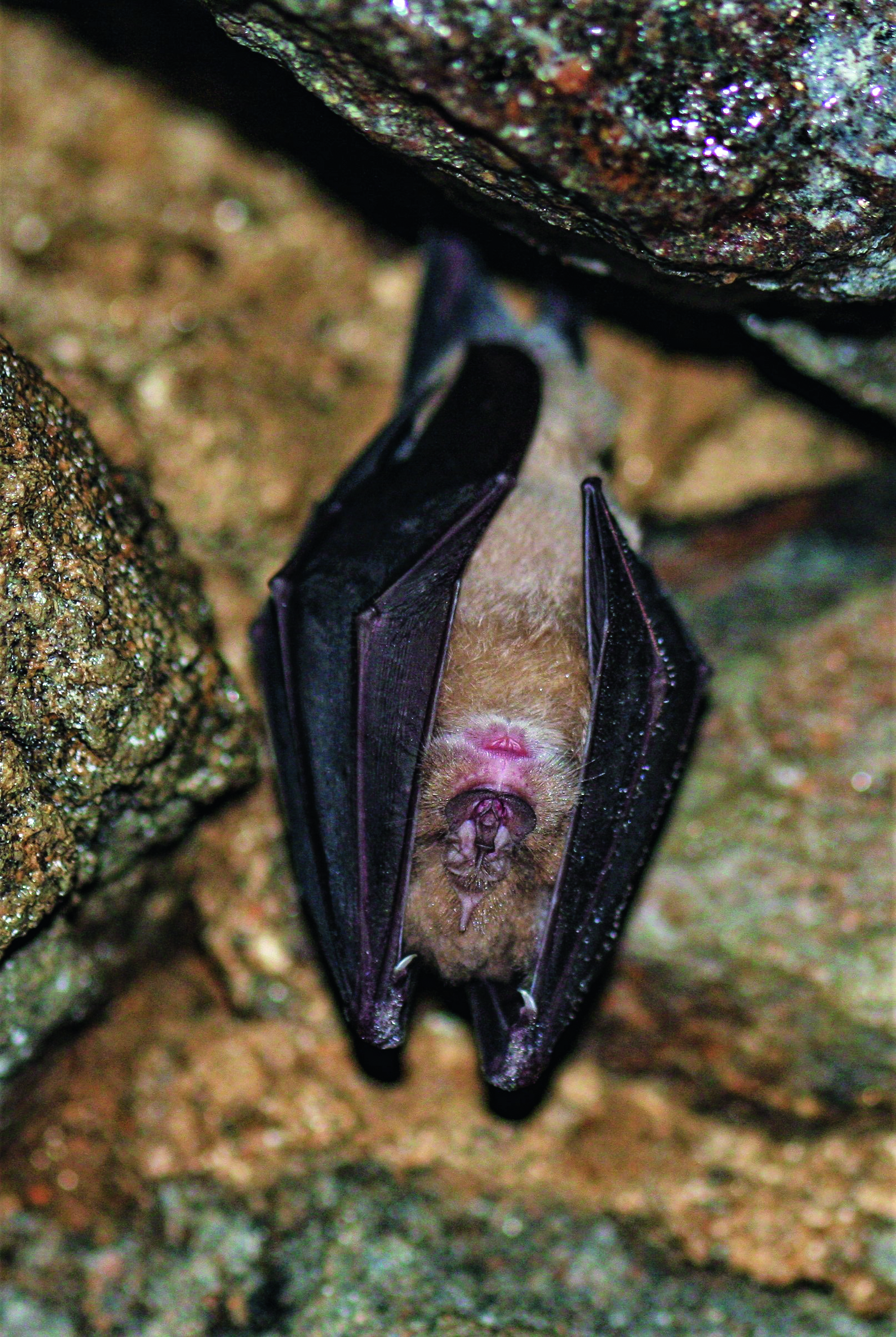 Chauves-souris : une espèce rare découverte à Saint-Guinoux – Saint ...